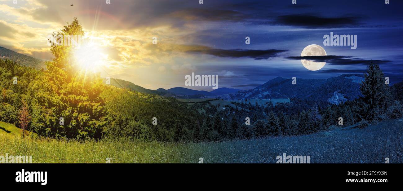 slope of mountain range with coniferous forest on a meadow with sun and ...