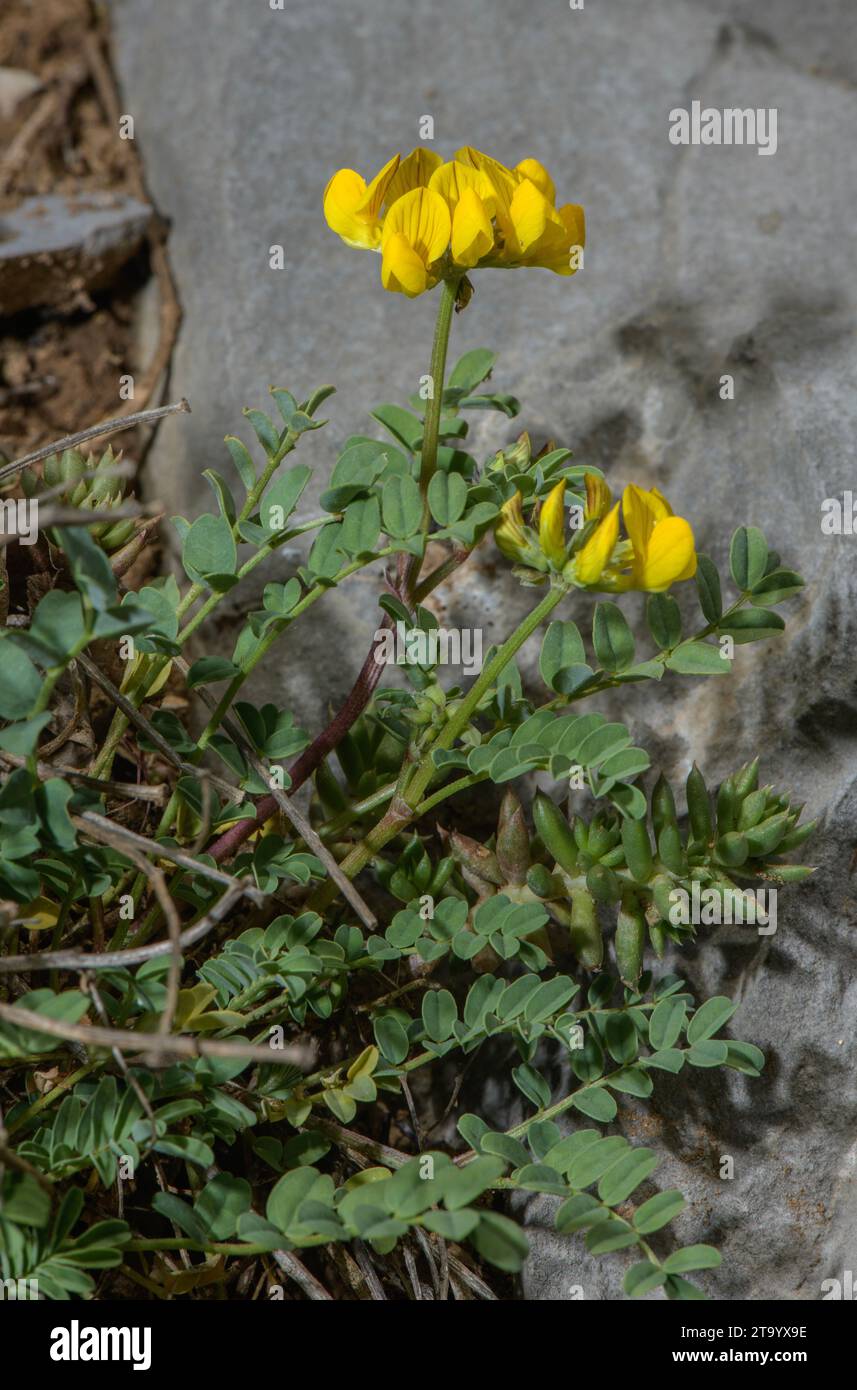 Horseshoe vetch, Hippocrepis comosa, in flower on limestone rocks Stock ...