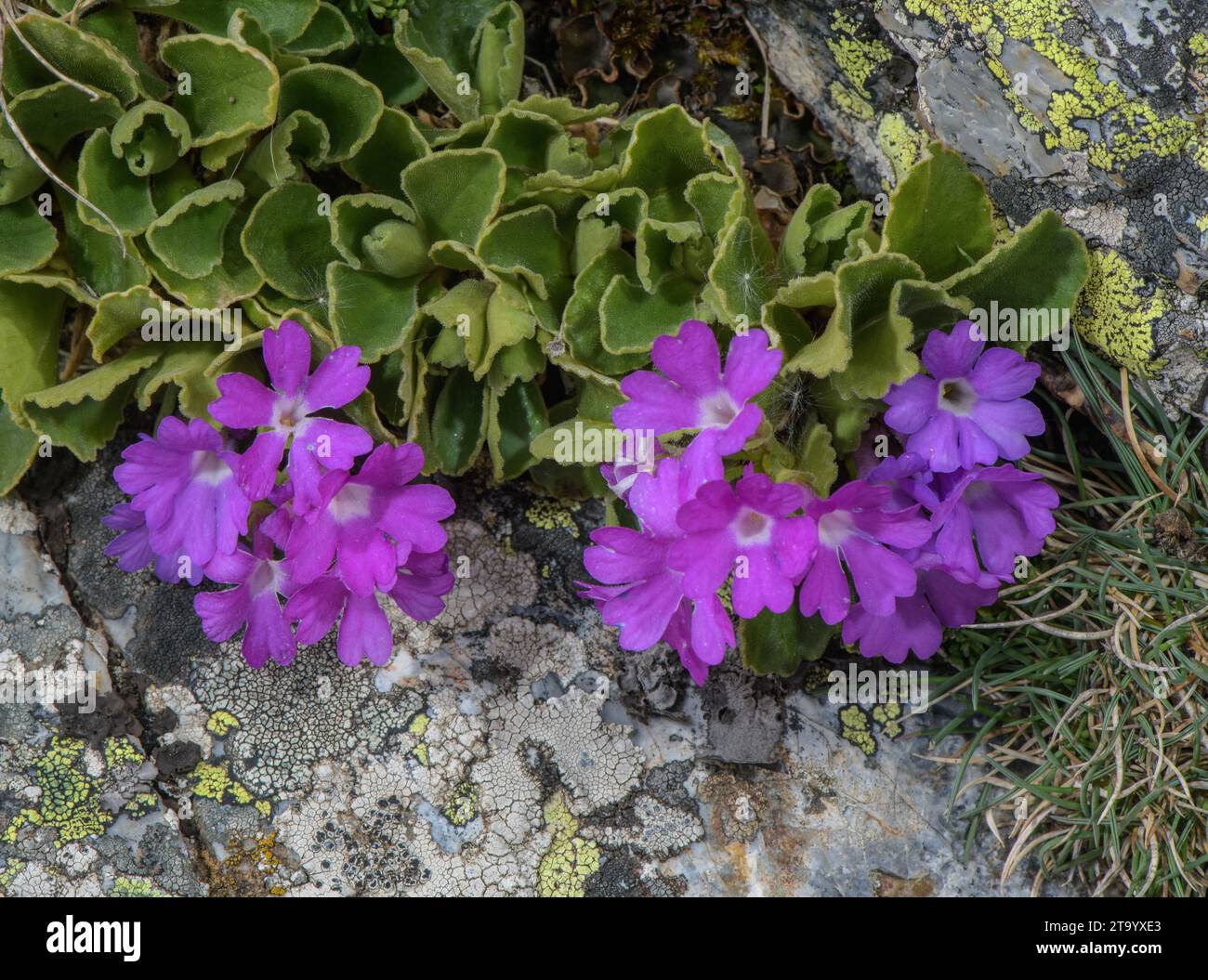 Hairy Primrose, Primula hirsuta in flower high in the Pyrenees Stock ...