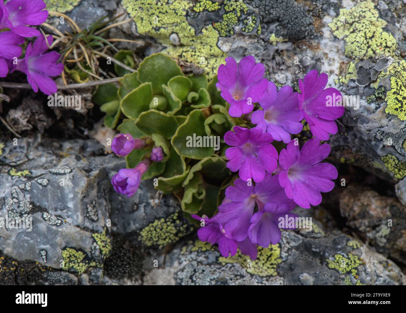 Hairy Primrose, Primula hirsuta in flower high in the Pyrenees Stock ...