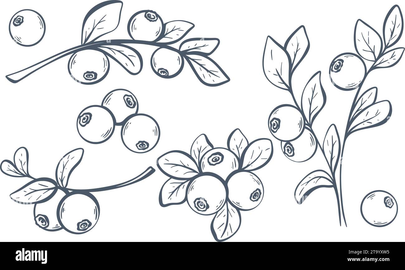 Hand drawn set of wild blueberries. Ink sketch bilberry, isolated on ...