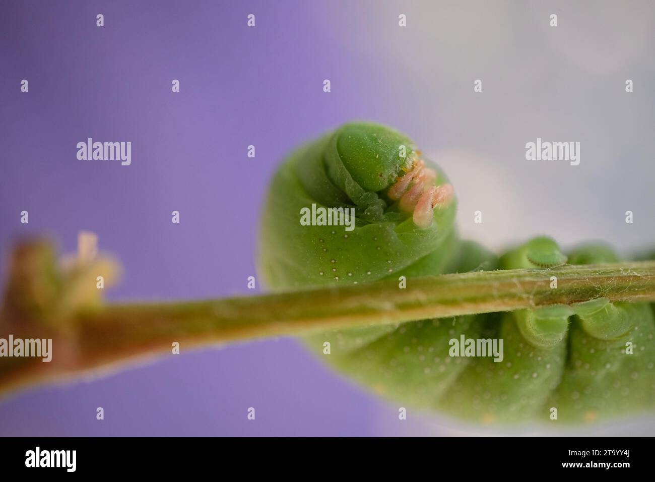 Caterpillar on spring tree hi-res stock photography and images - Alamy