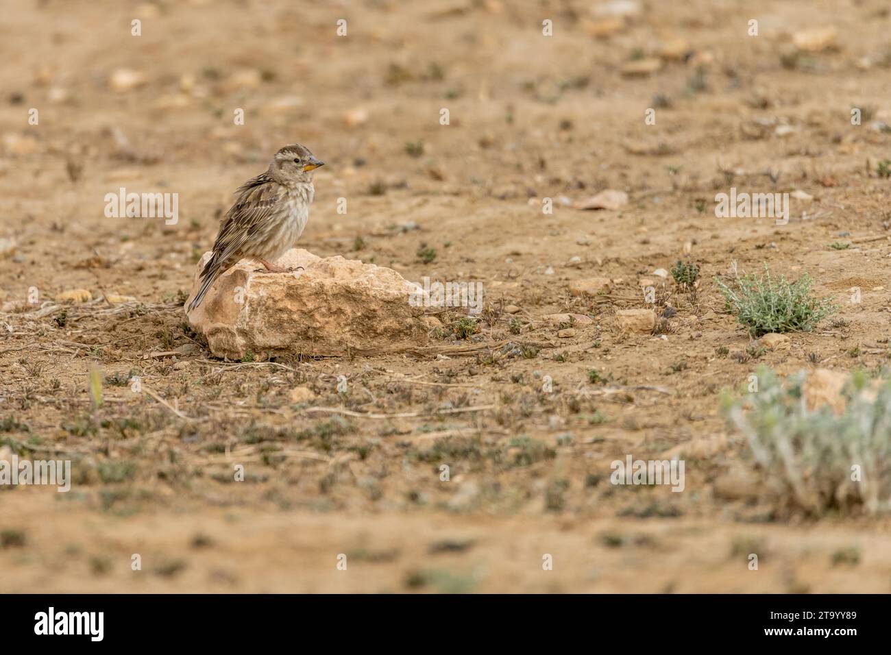 Whooping Sparrow or Petronia petronia, passerine bird in the family ...