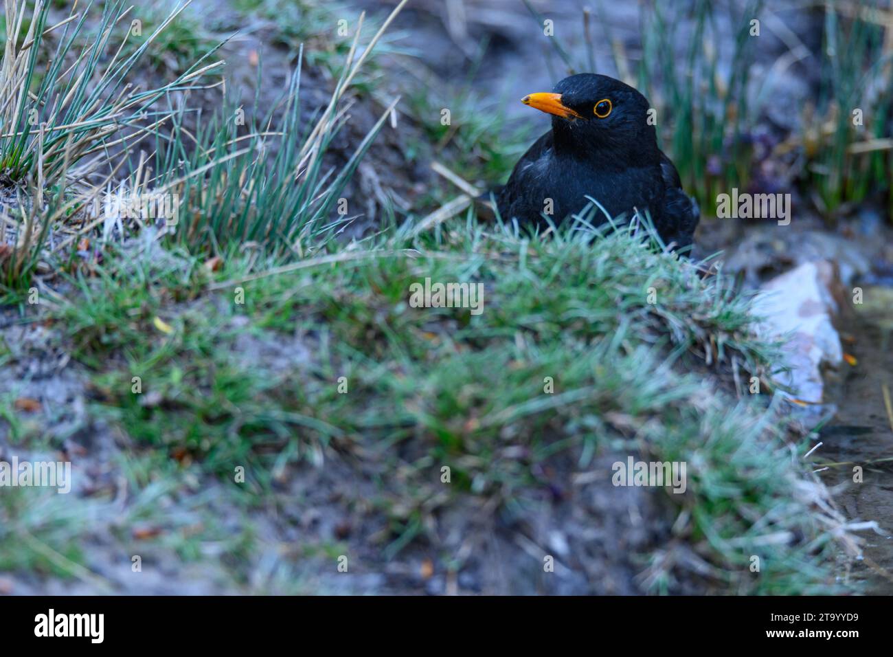 Common blackbird or Turdus merula, passerine bird of the Turdidae ...