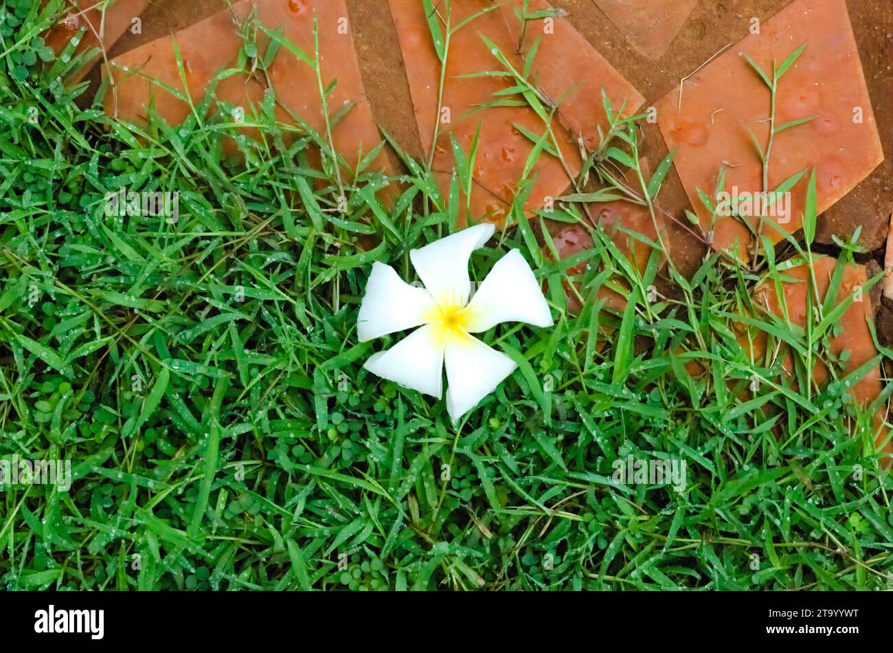 White Semboja is a group of plants in the genus Plumeria. Kamboja ...
