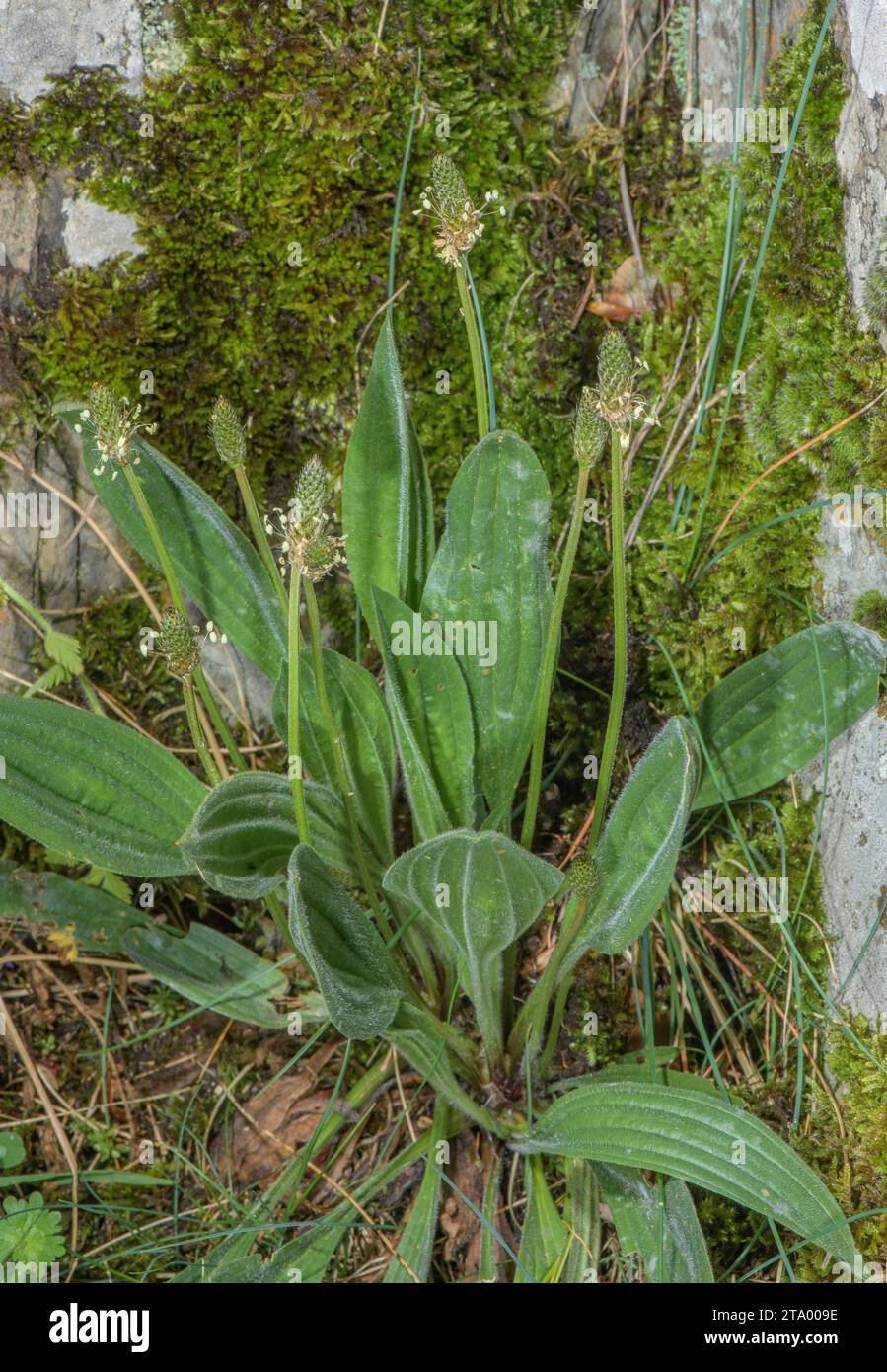Plantago lanceolata common plantain hi-res stock photography and images ...