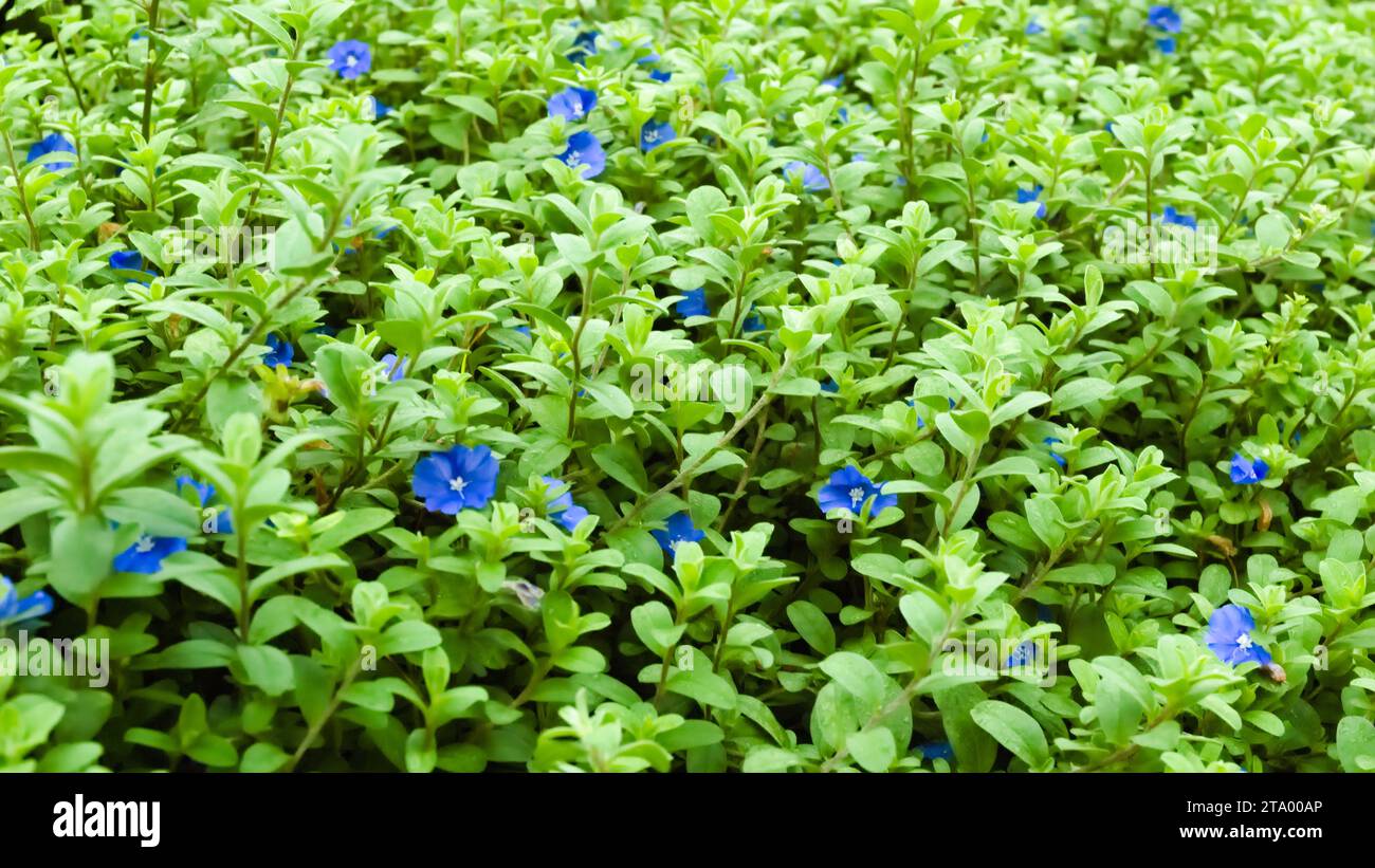 blue eyes flower bed - Nemophila Stock Photo - Alamy
