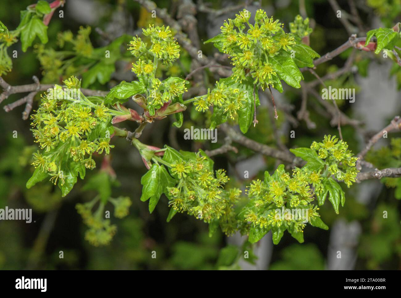 Montpellier maple (acer monspessulanum) hi-res stock photography and ...