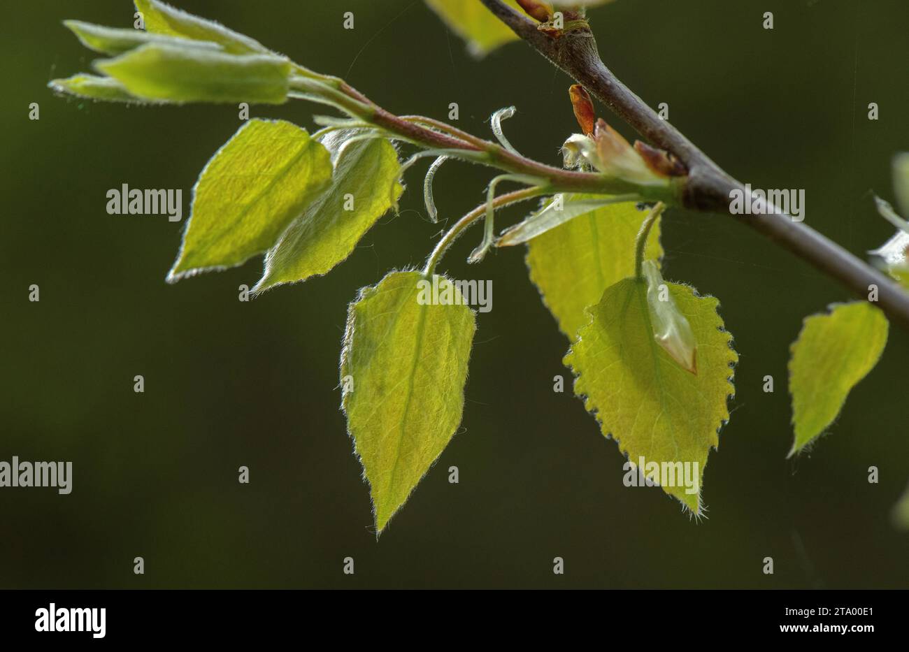 Leaves of aspen populus tremula hi-res stock photography and images - Alamy