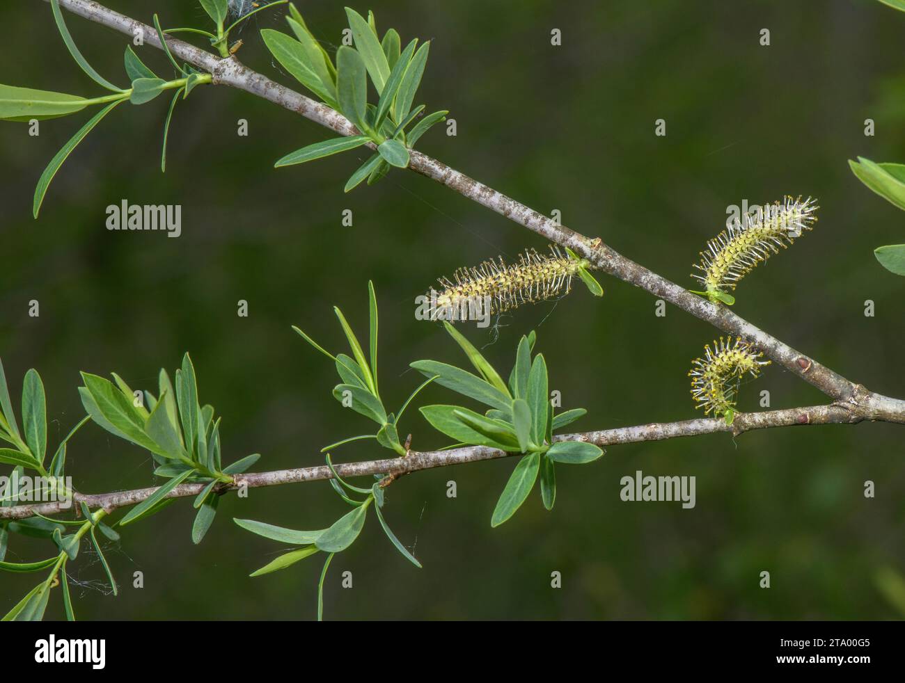 Salix purpurea hi-res stock photography and images - Alamy