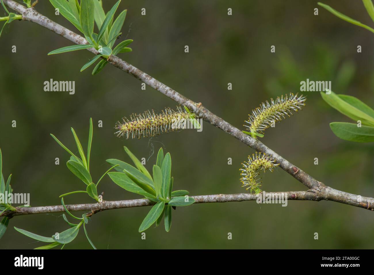Salix purpurea hi-res stock photography and images - Alamy