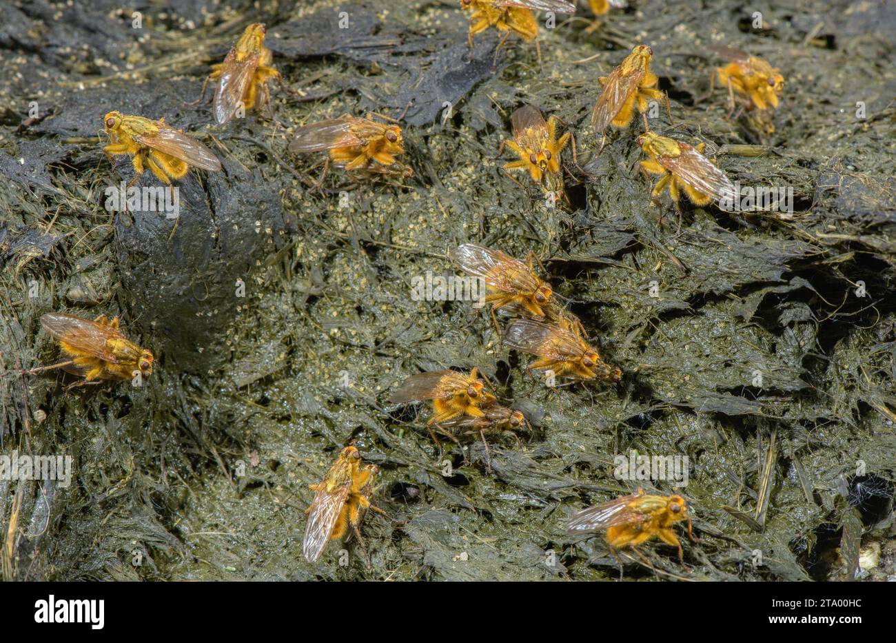 Yellow dung flies, Scathophaga stercoraria, in large numbers on ...