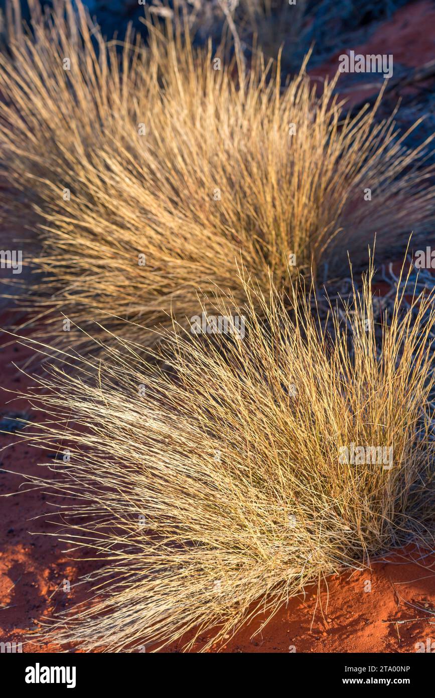 A generic desert Spinifex grass plants image. Grown near Uluru in the ...