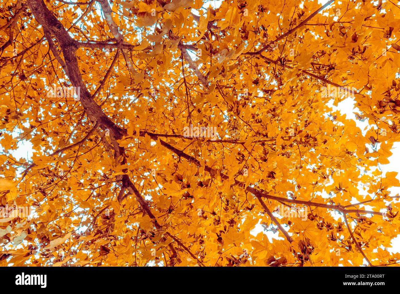 view from bottom of trees with yellow and brown leaves with autumn ...