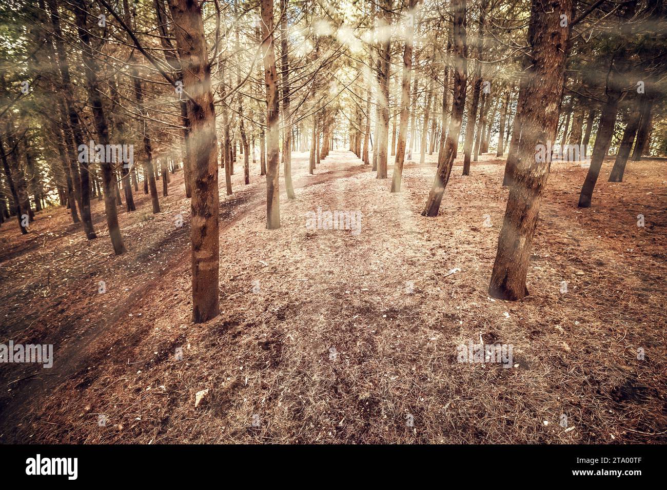 sunny forest with trees ray light early in the morning, nature tree ...