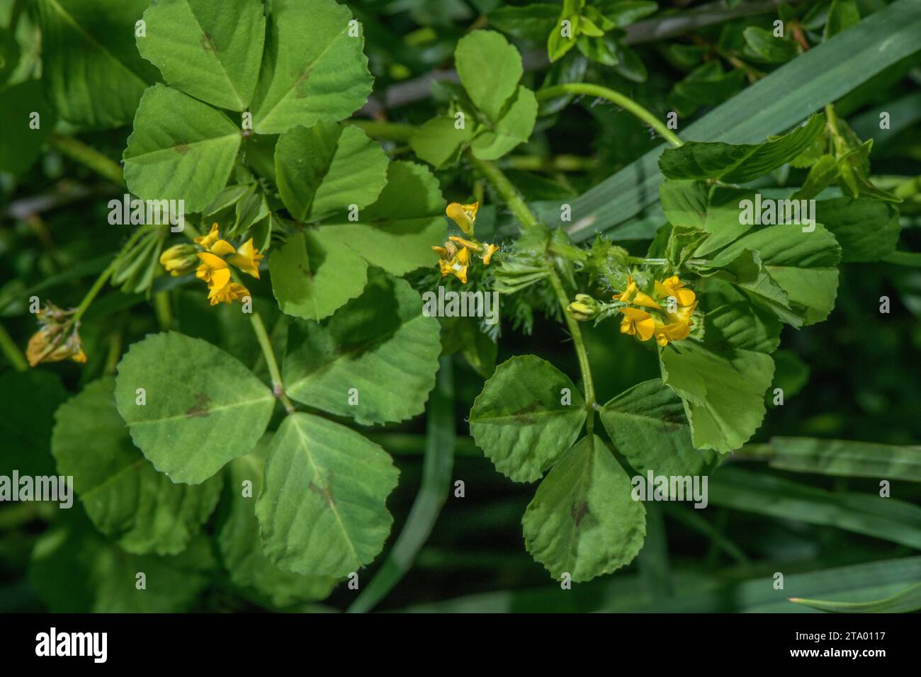 Toothed medick, Medicago polymorpha, in flower. Pyrenees Stock Photo ...