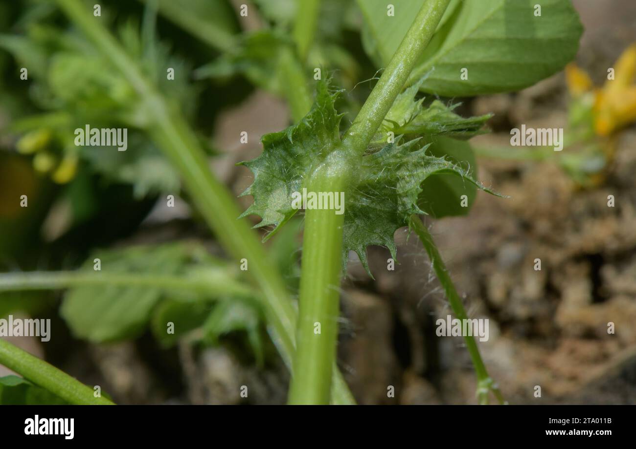 Toothed stipules of Toothed medick, Medicago polymorpha. Pyrenees Stock ...