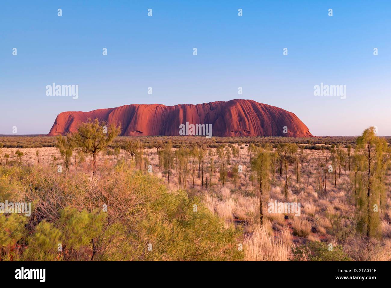 Spinifex grass and Desert Oak trees (Allocasuarina decaisneana) make a ...