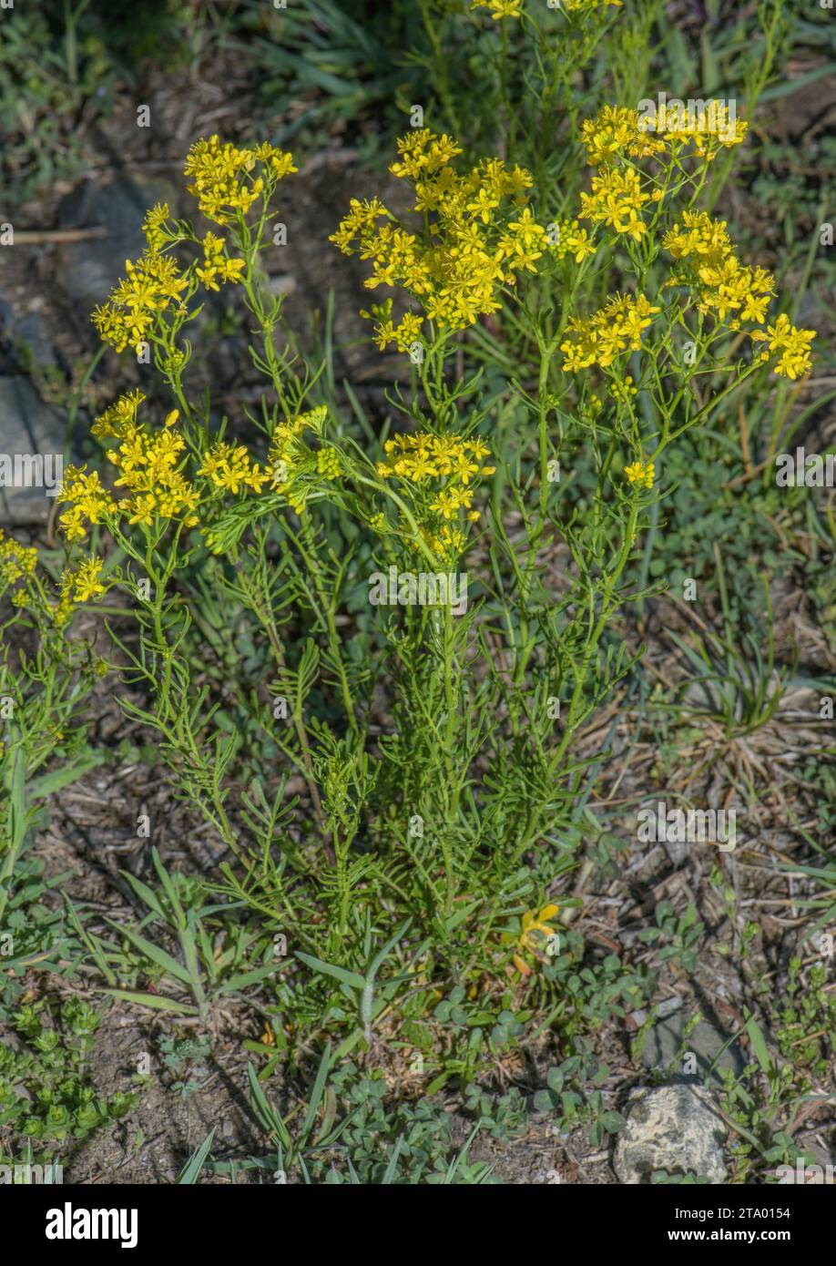 Rorippa pyrenaica hi-res stock photography and images - Alamy