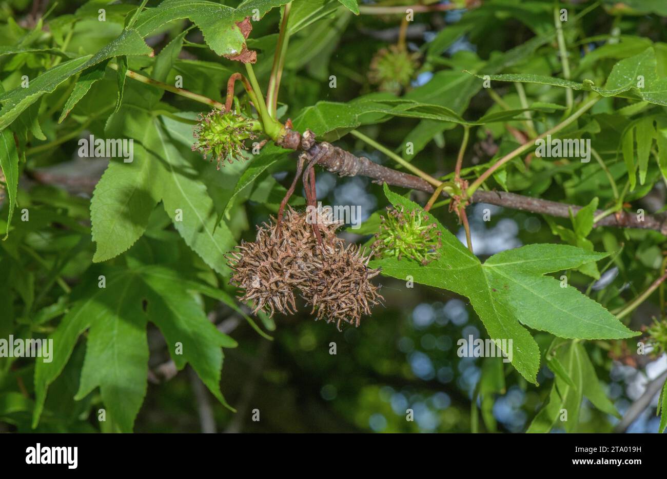 Sweetgum oils hi-res stock photography and images - Alamy