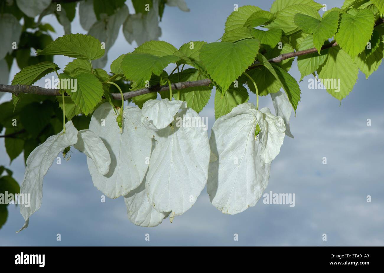 Handkerchief tree, Davidia involucrata with flowers and bracts. From ...