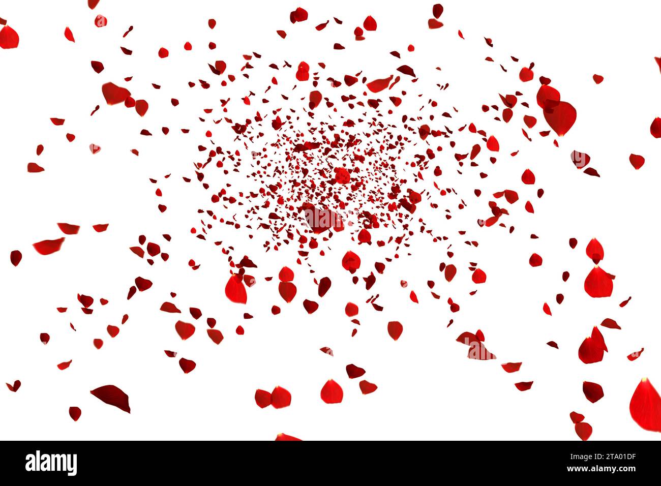 red colorful petals rose flying on white background, love and valentine ...