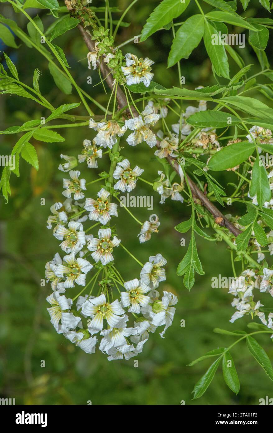 Shiny leaf yellowhorn, Xanthoceras sorbifolium, in flower in spring ...
