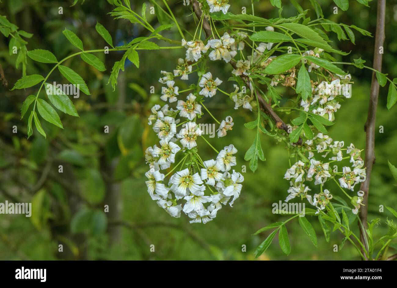 Shiny leaf yellowhorn, Xanthoceras sorbifolium, in flower in spring ...
