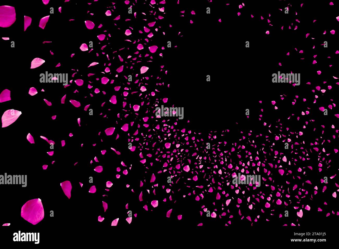 pink and violet rose petals flying with vortex on black background ...