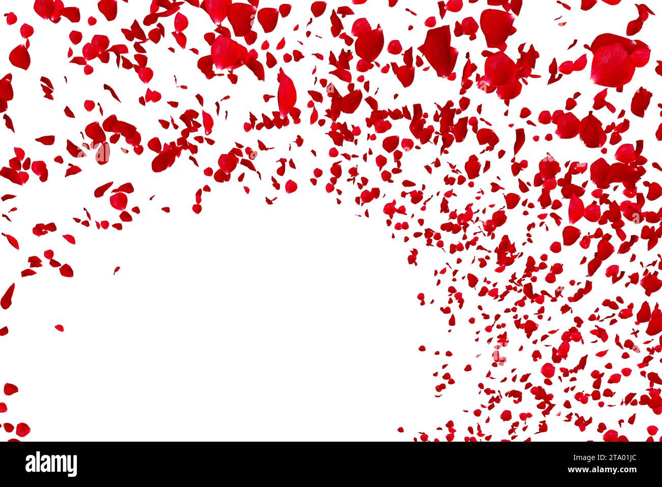 red rose petals flying with vortex on white background, love and ...