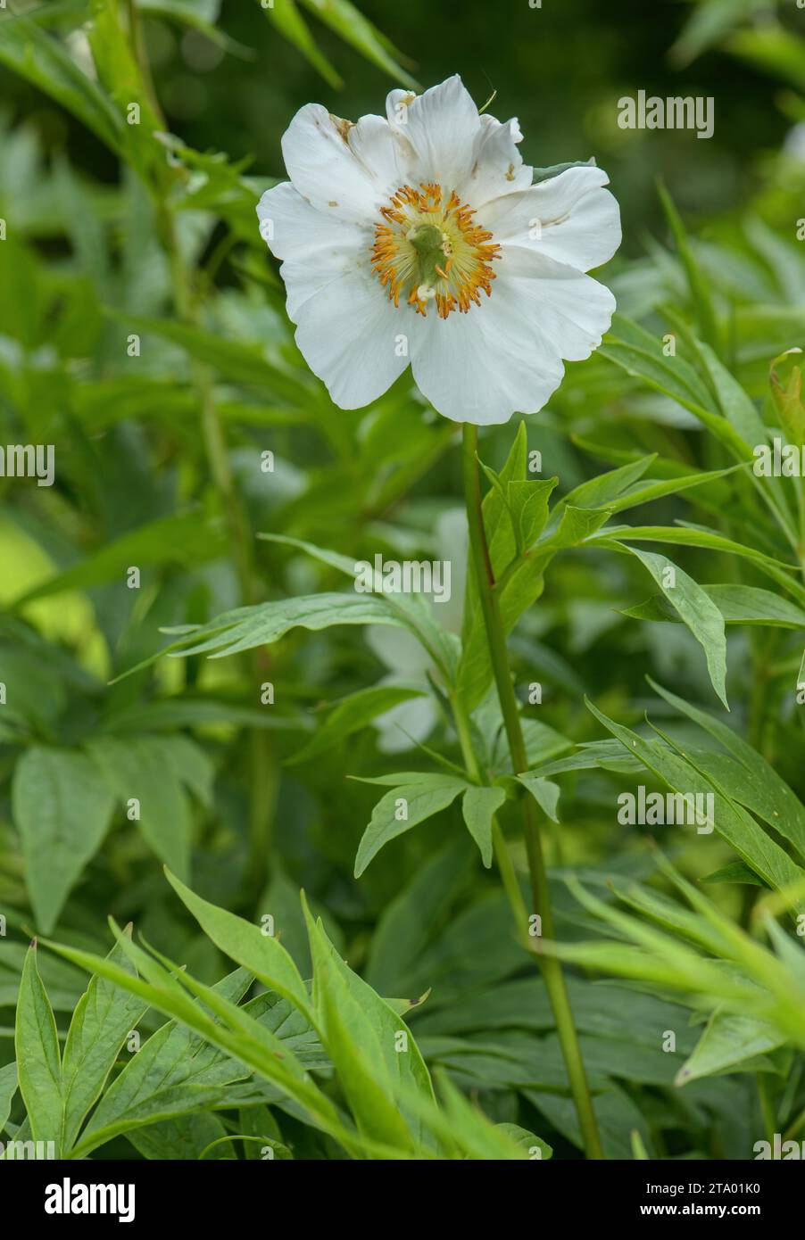 Himalayan Peony, Paeonia emodi in flower in garden. From the Himalayas ...