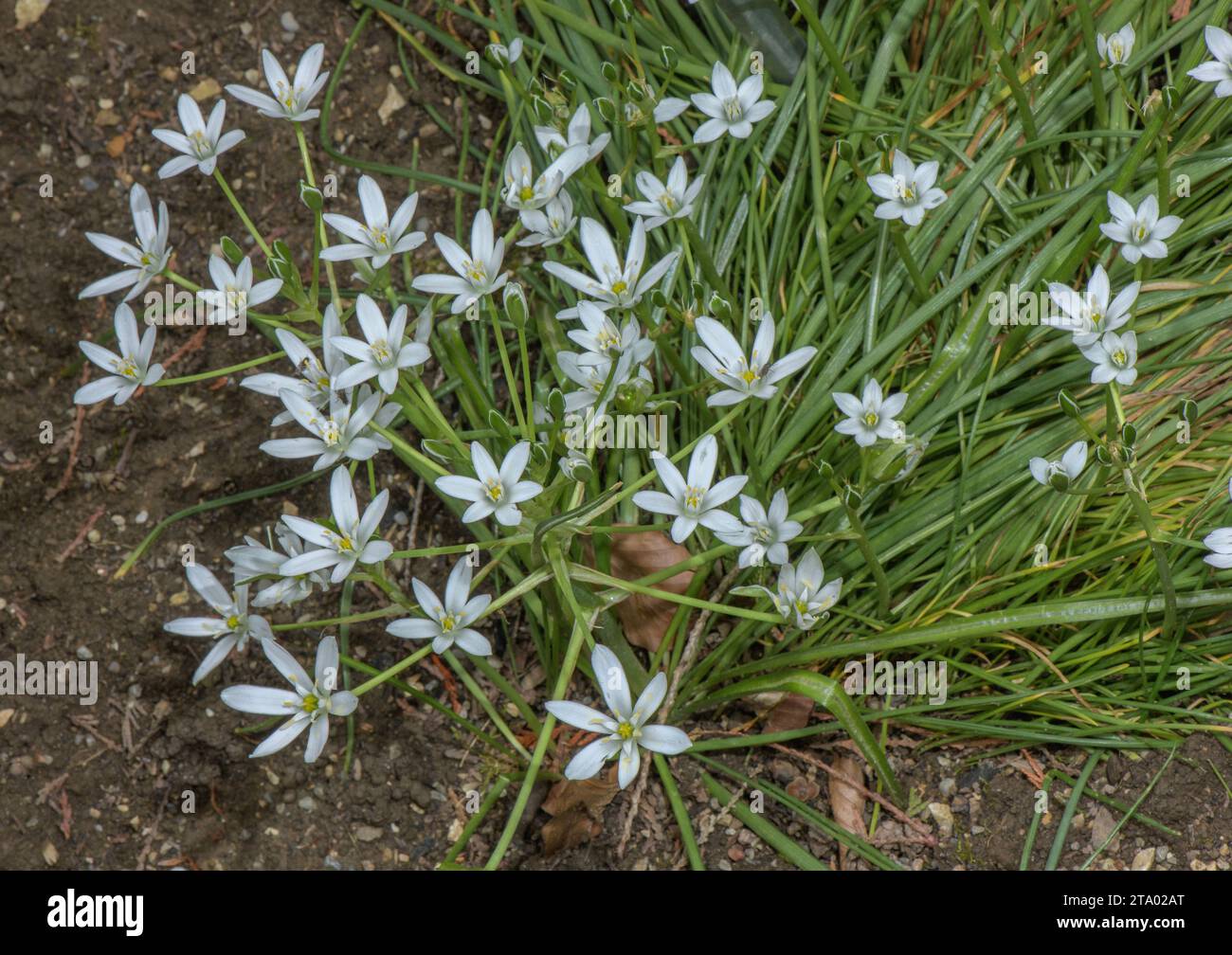 Common Star-of-Bethlehem, Ornithogalum umbellatum, in flower in spring ...