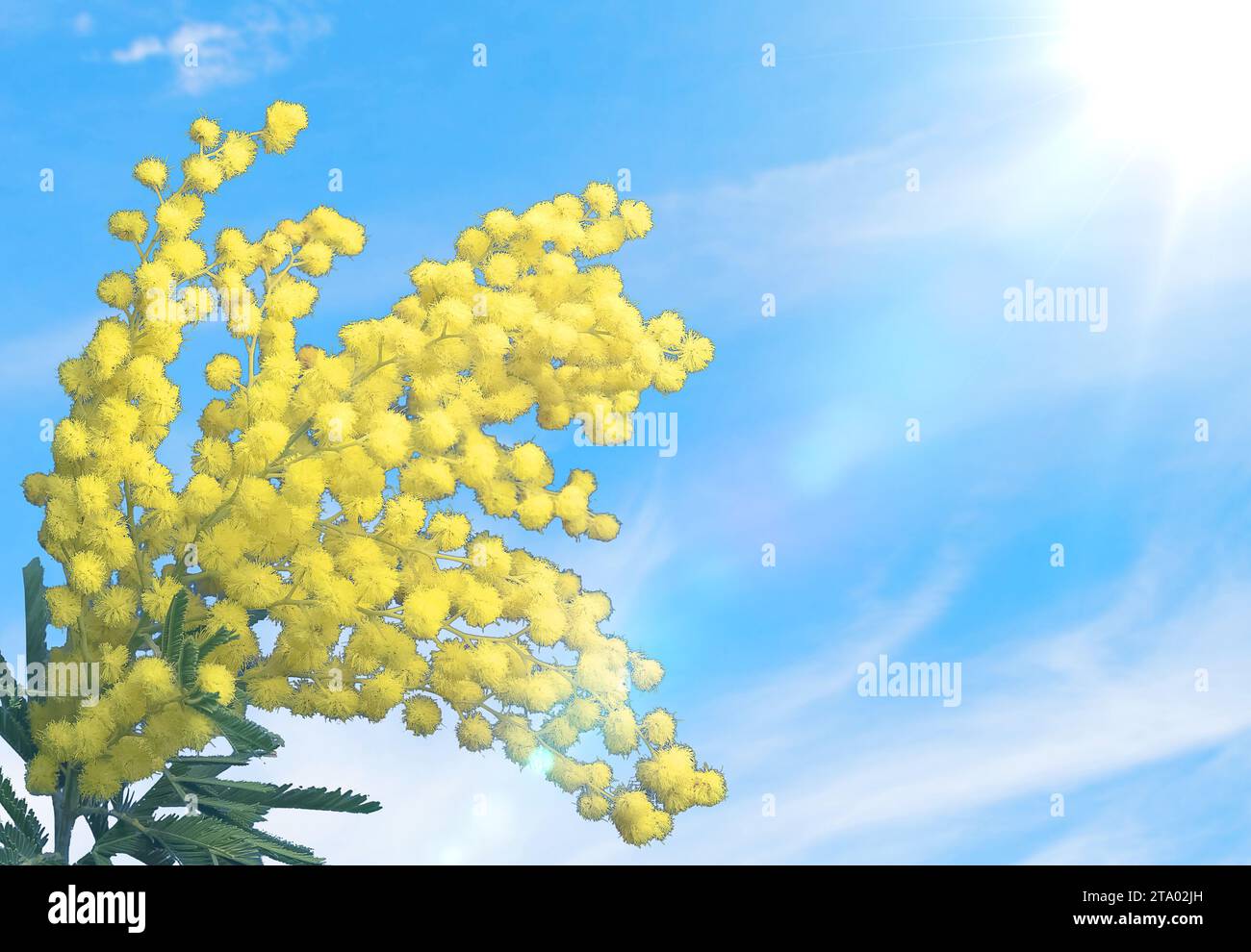 yellow mimosa flower with leaf on tree on blue sky, symbol women day ...