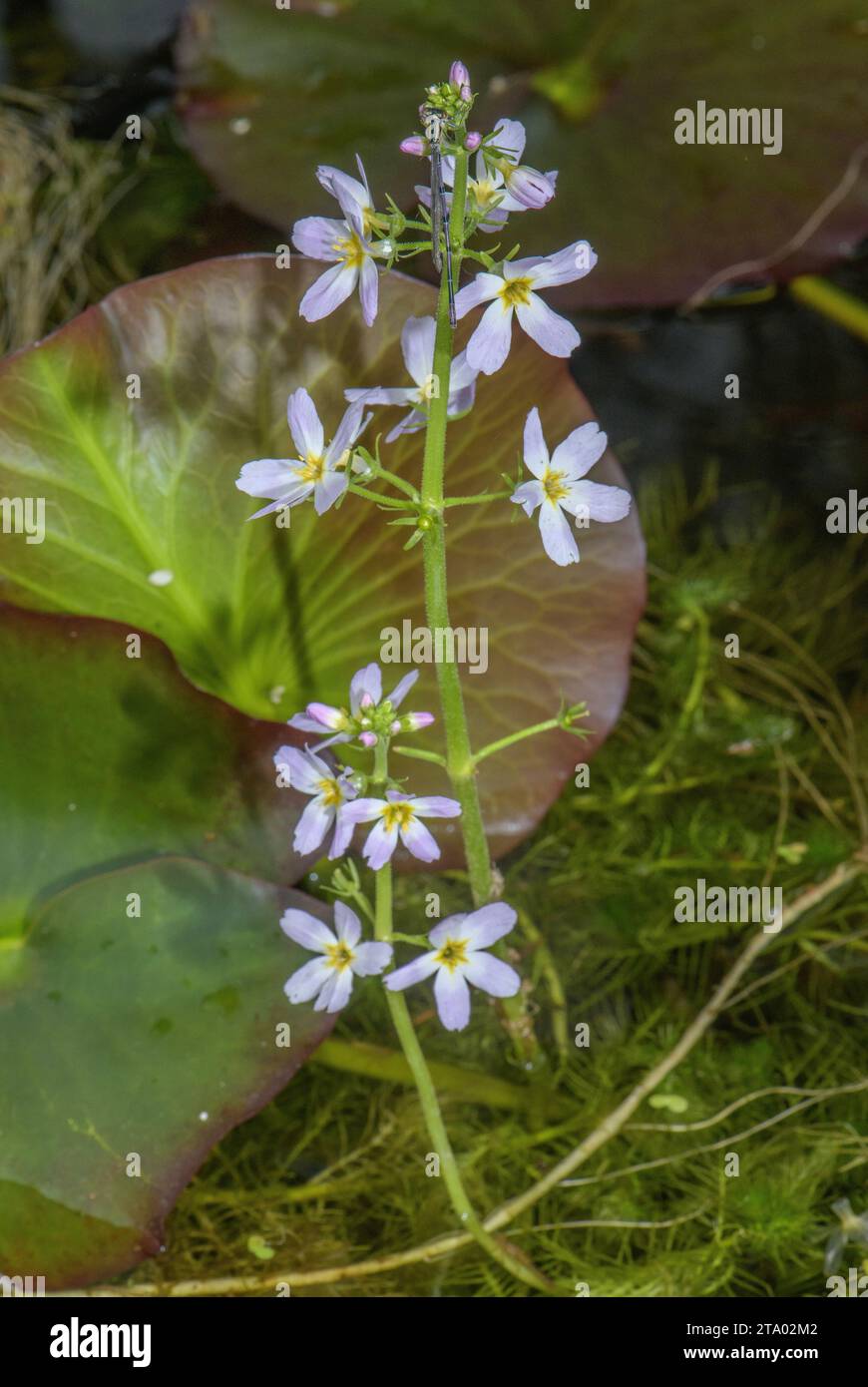 Water Violet, Hottonia palustris in flower in pond Stock Photo - Alamy