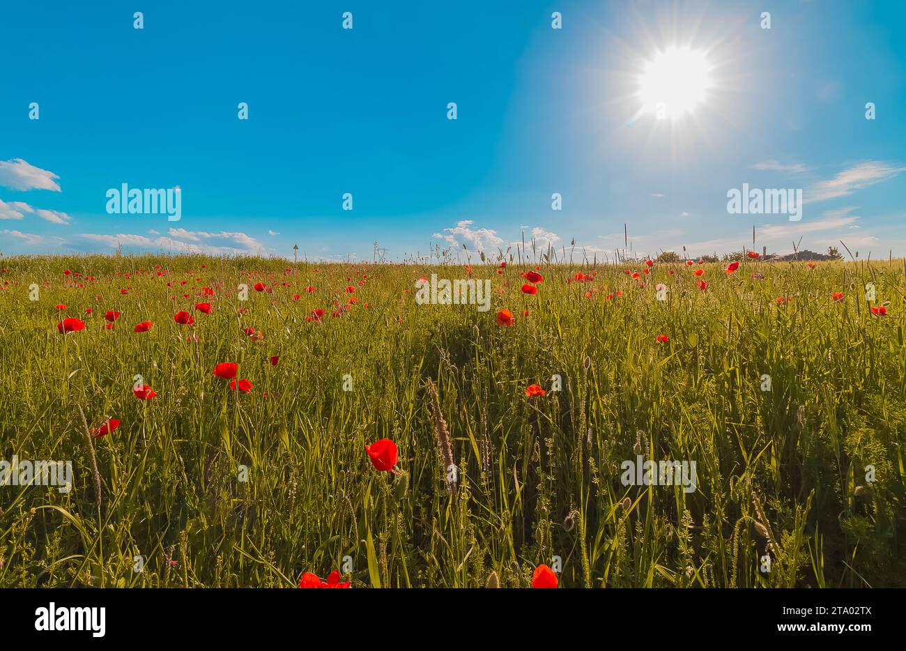 flowers meadow of red poppies field in windy day under blue sky, rural ...