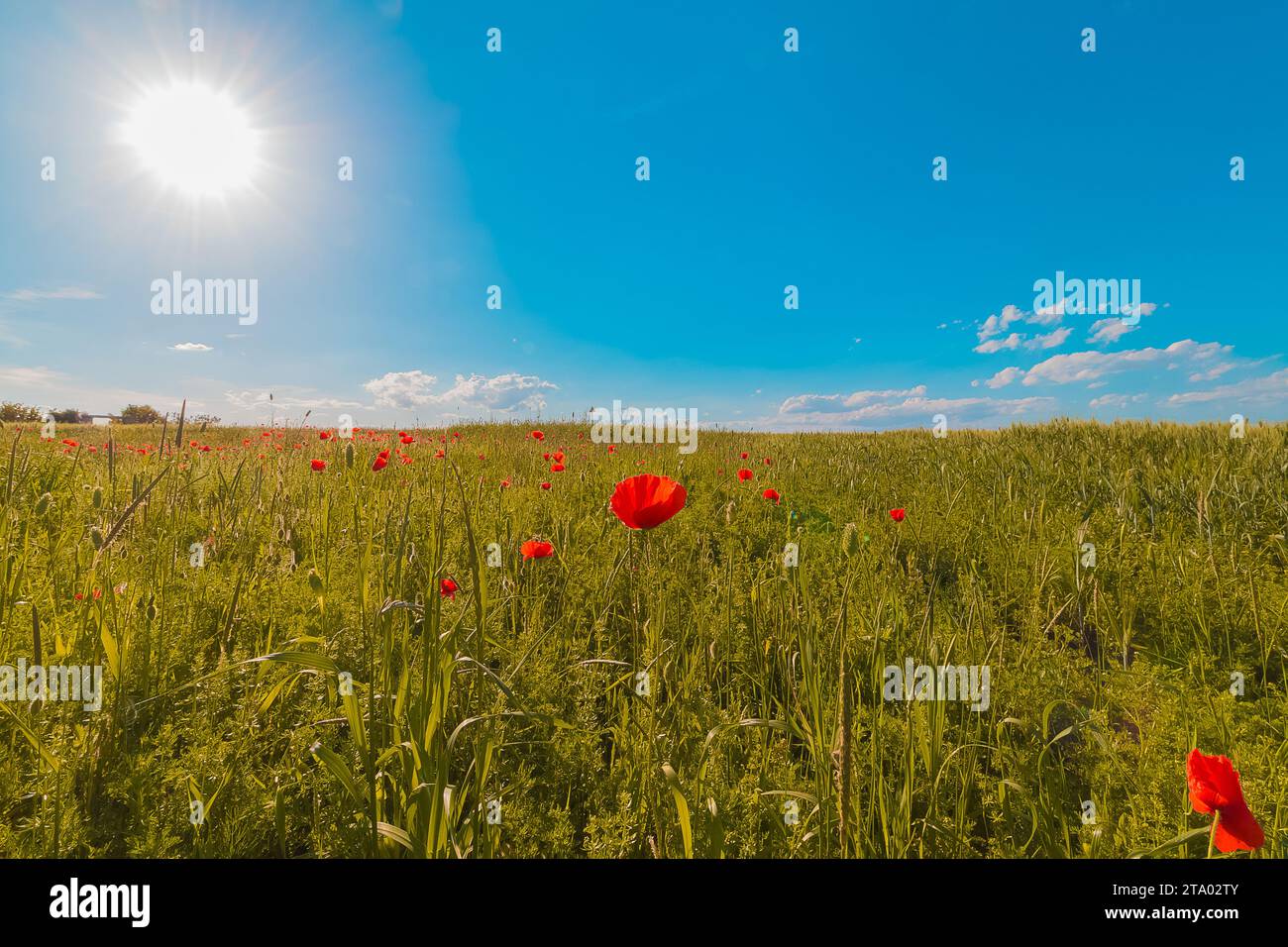 flowers meadow of red poppies field in windy day under blue sky, rural ...