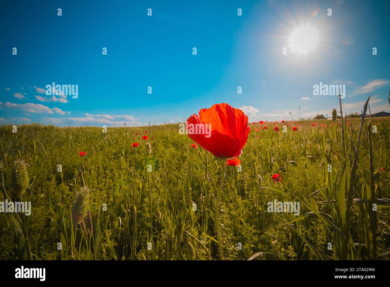 flowers meadow of red poppies field in windy day under blue sky, rural ...