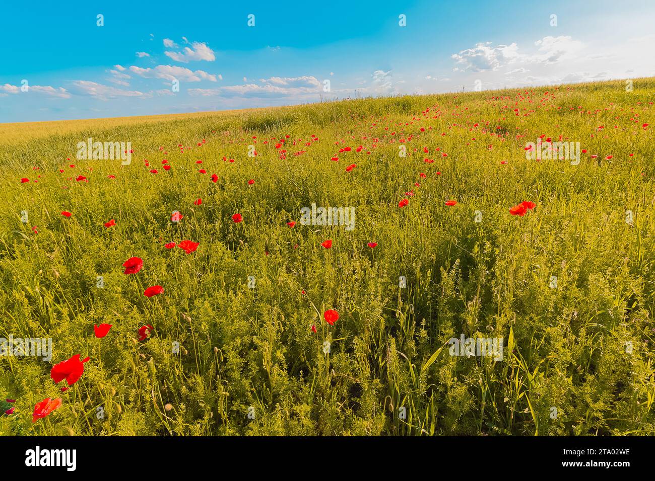 flowers meadow of red poppies field in windy day under blue sky, rural ...