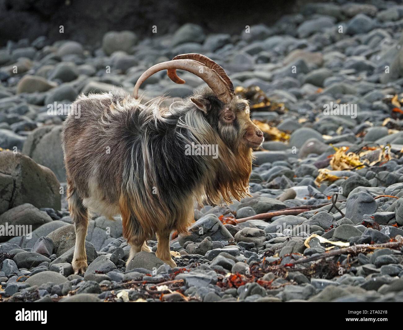 feral goat with rough coat and long curved horns on rocky shore with ...