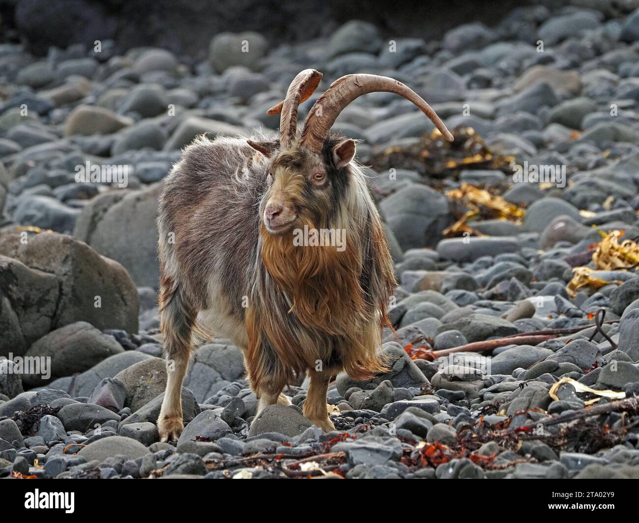 feral goat with rough coat and long curved horns on rocky shore with ...