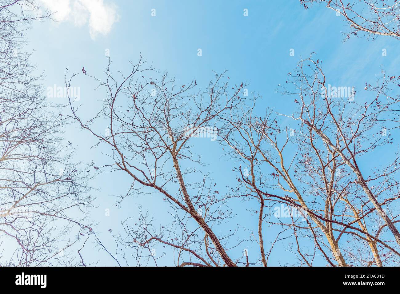 spring tree on blue sky background with daily light with clouds Stock ...