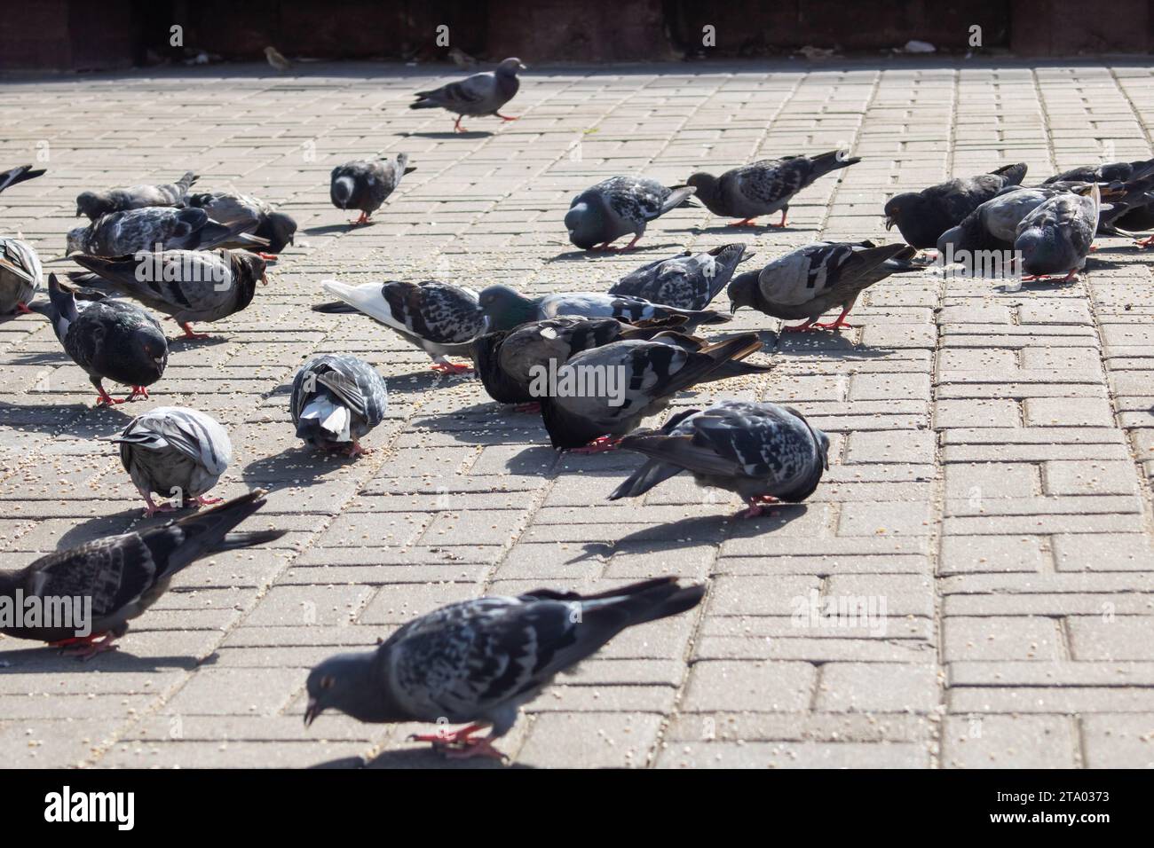 Pigeons eating grain on the sidewalk close up Stock Photo - Alamy