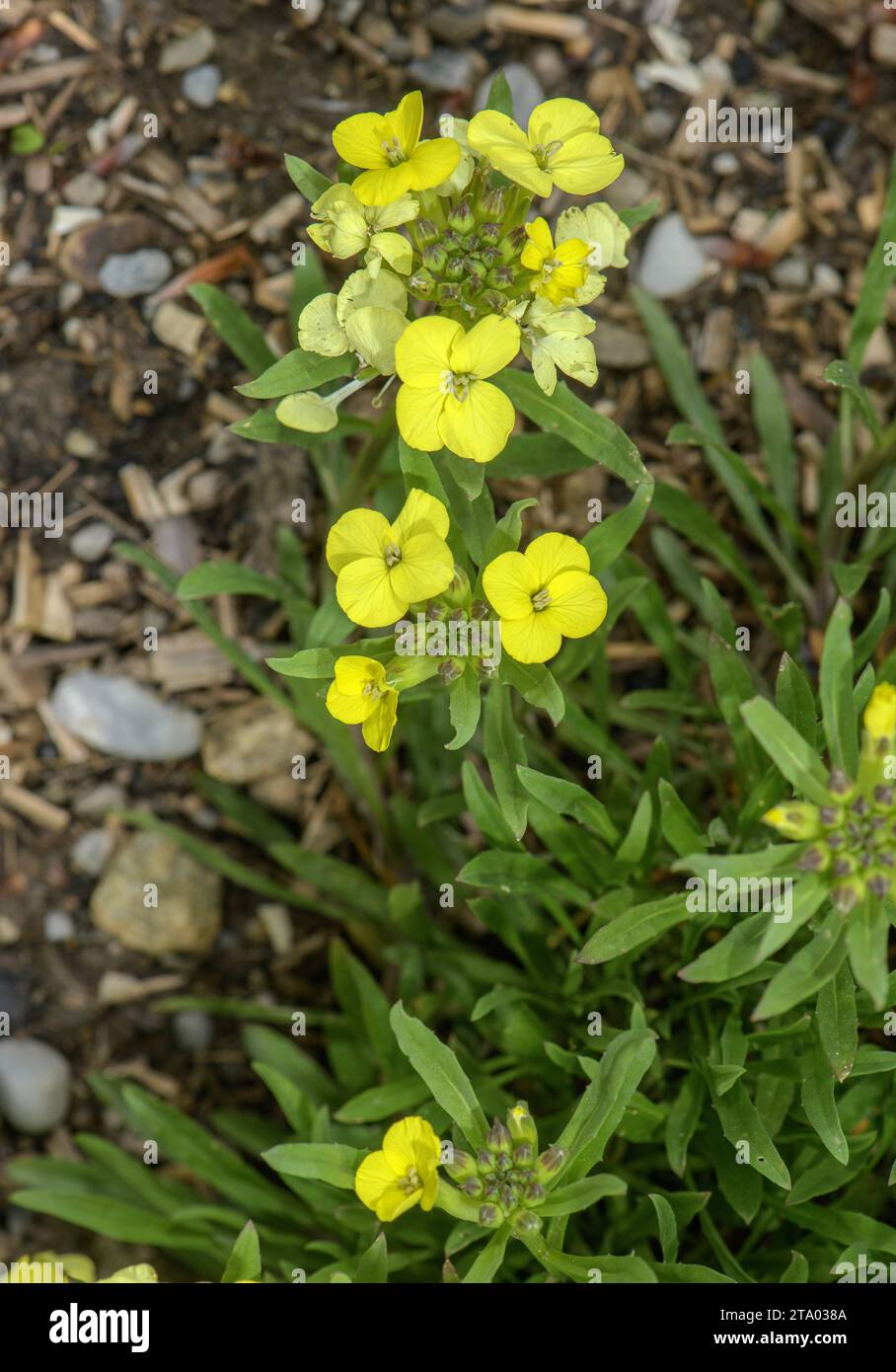 Erysimum ochroleucum hi-res stock photography and images - Alamy