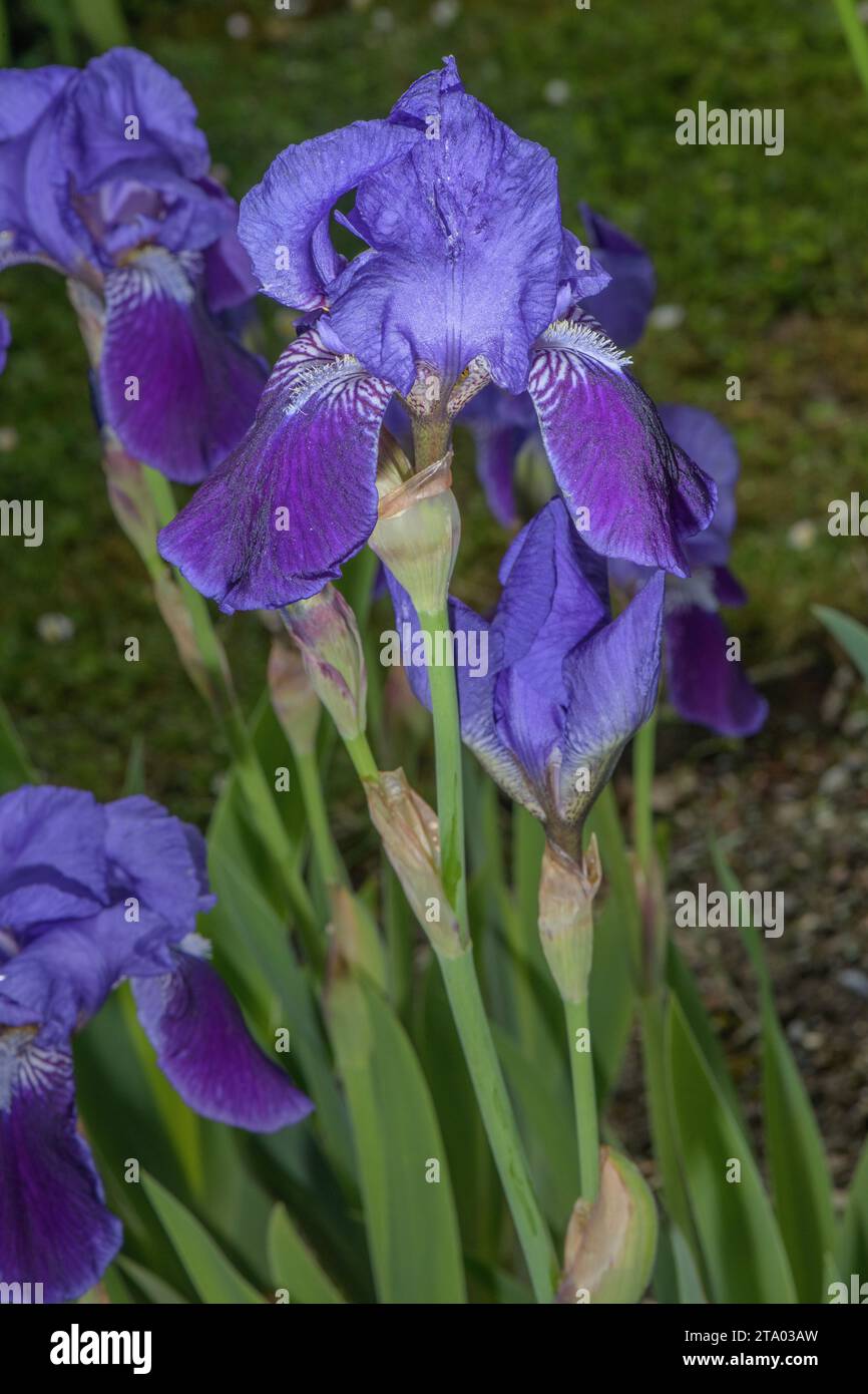 German bearded iris, Iris x germanica, in flower. Garden origin Stock ...