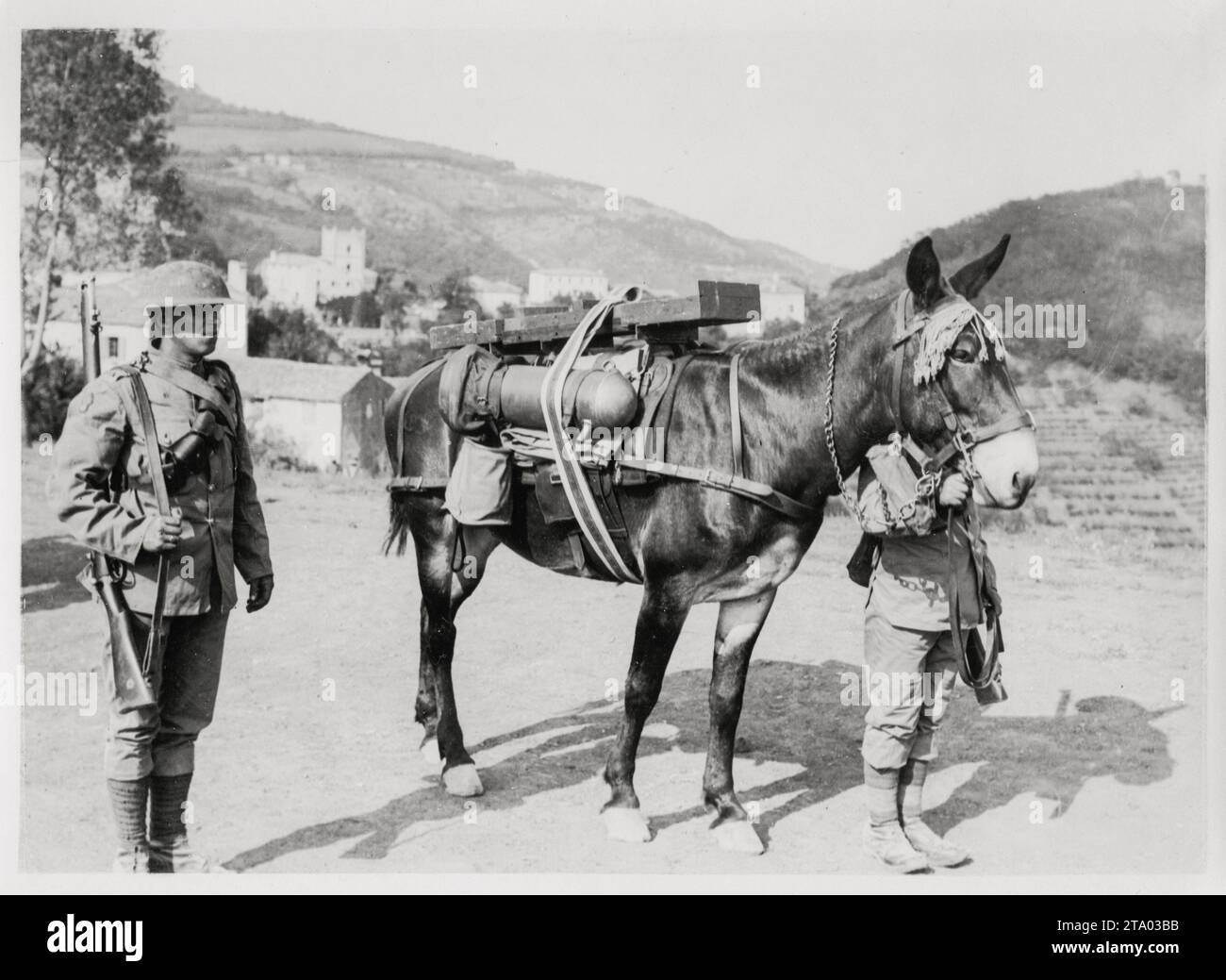 WW1 World War I - Mule and men at the Trench Mortar School, Italy Stock ...