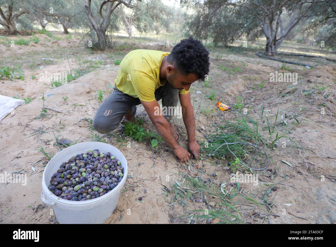Palestinian pick up olives from trees in Zawaida in the central Gaza ...