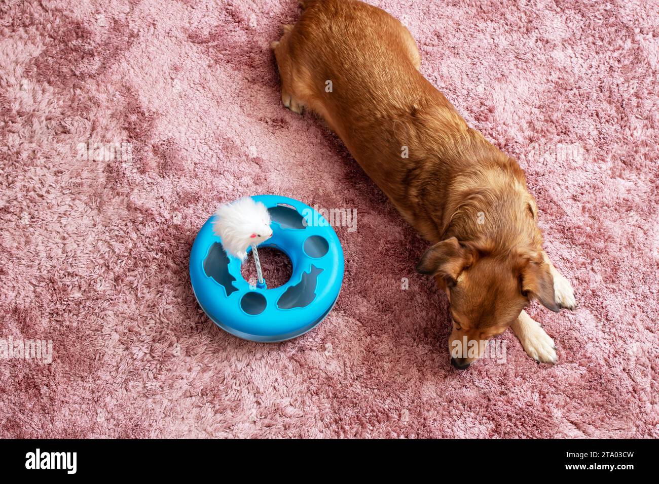 Cute red dog lying on carpet, close up portrait Stock Photo - Alamy