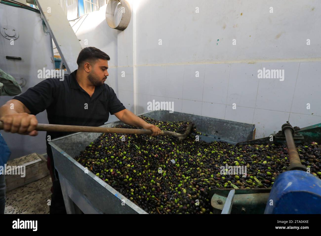 Palestinians make oil with freshly-harvested olives in Zawaida, in the ...