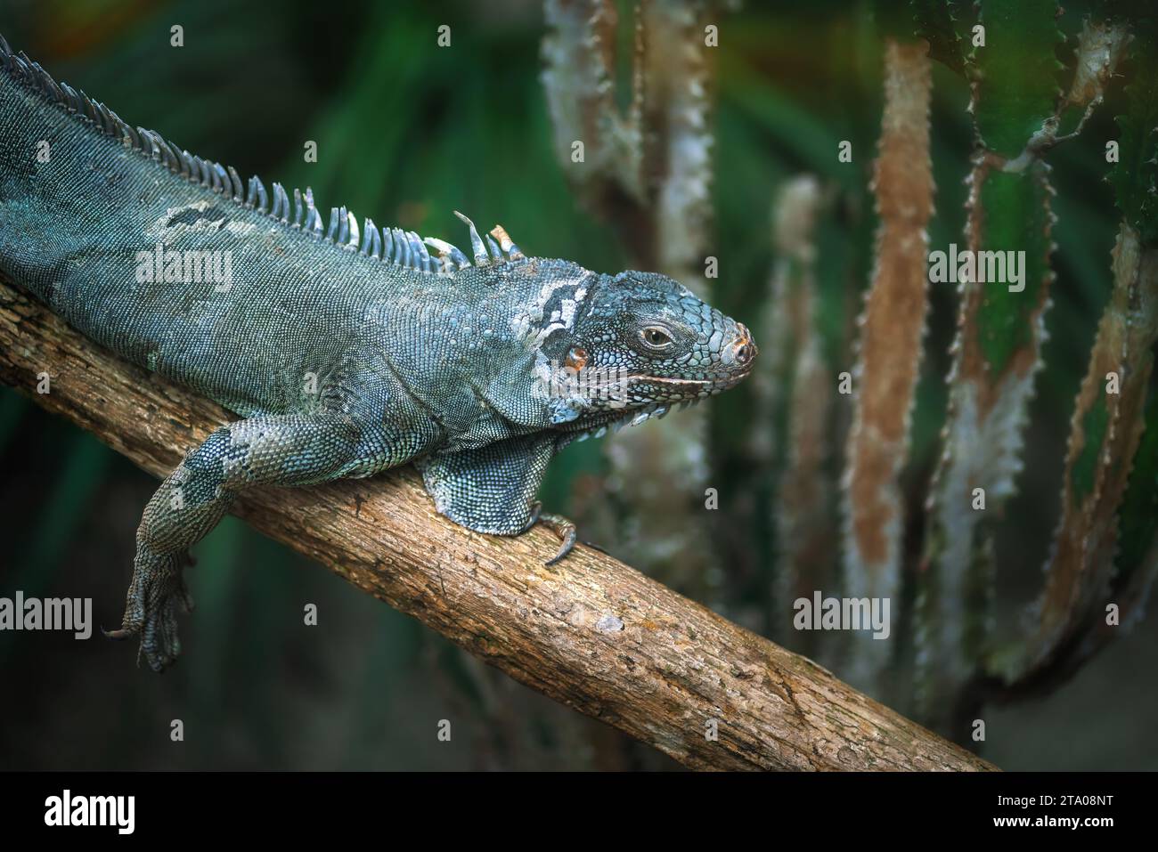 Green Iguana Lizard (Iguana iguana Stock Photo - Alamy