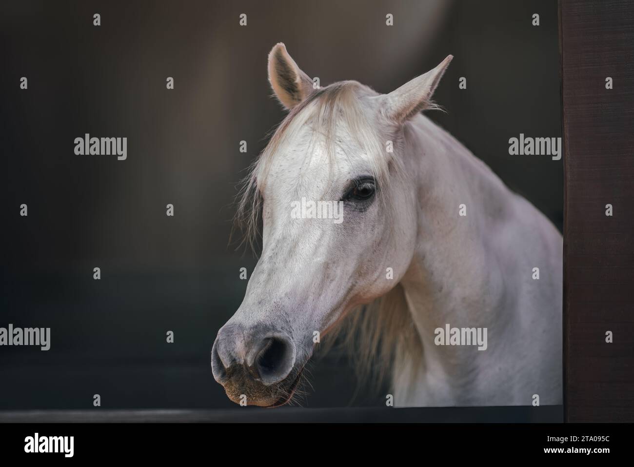 Beautiful White Horse Head (Equus ferus caballus Stock Photo - Alamy